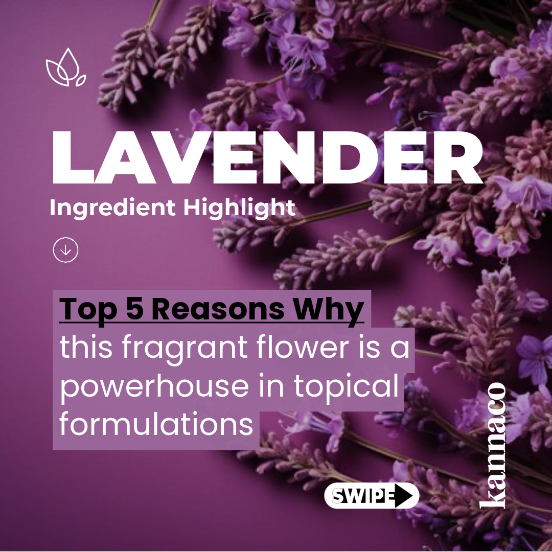 Ingredient Highlight: Lavender Essential Oil | Topical CBD | Kannaco ...